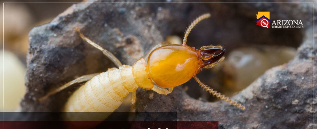 September | Phoenix Termite Control