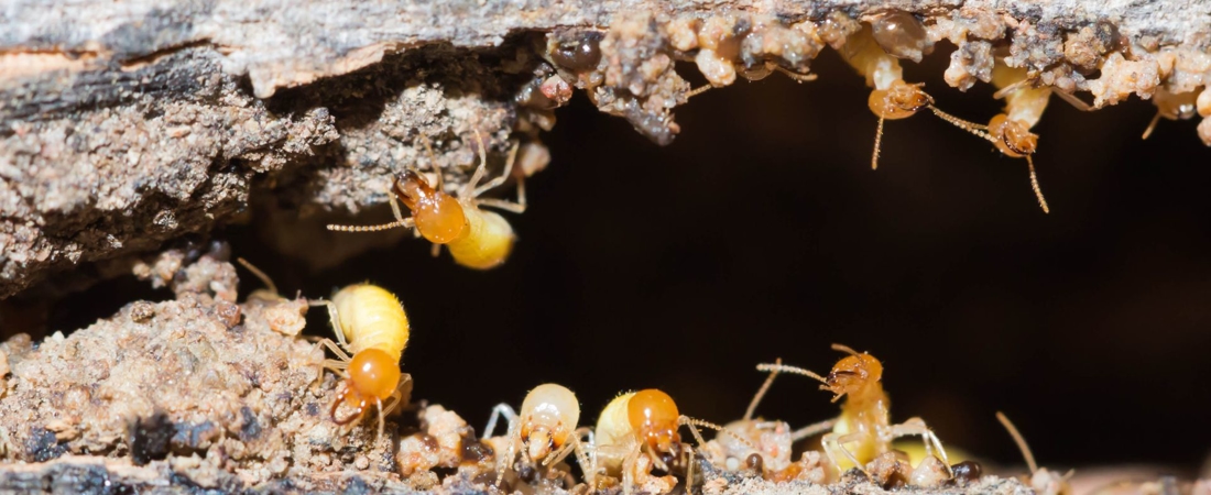 September | Phoenix Termite Control