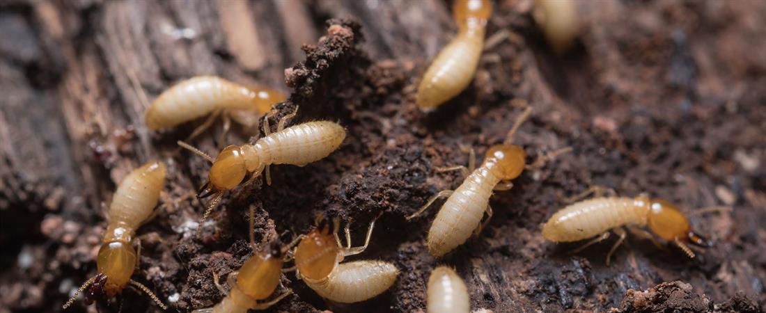 Scottsdale Termite Service | Phoenix Termite Control