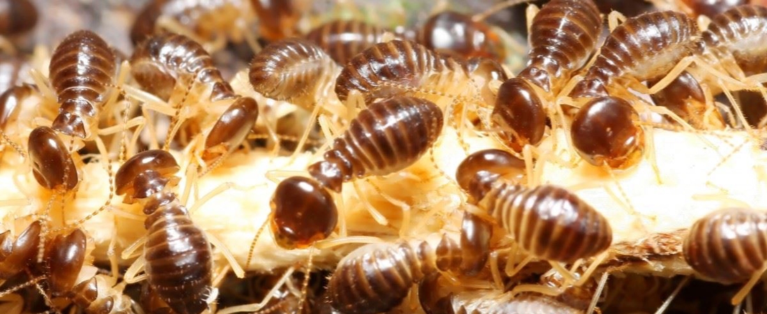 March | Phoenix Termite Control