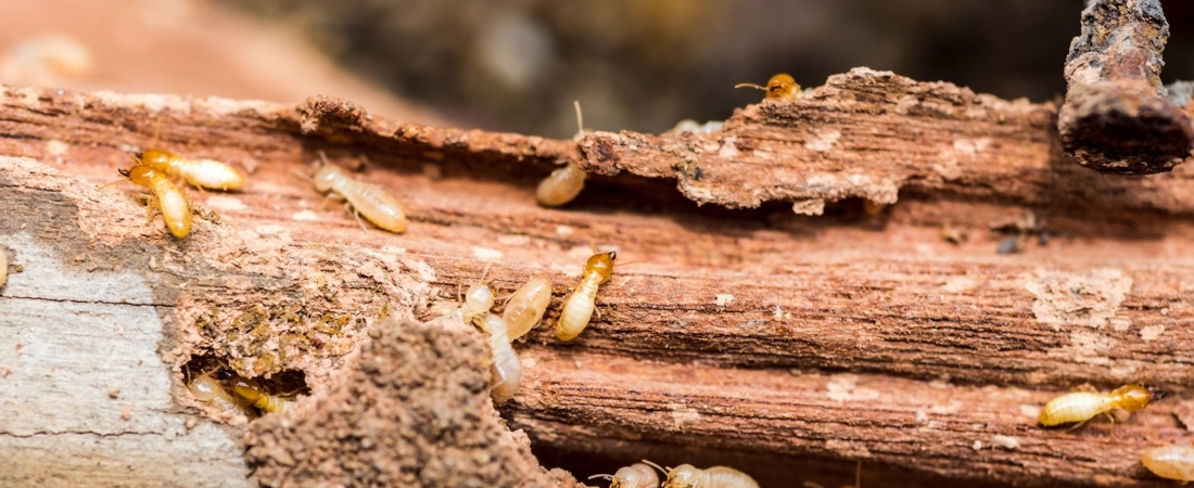 March | Phoenix Termite Control