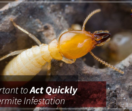 2017 | Phoenix Termite Control