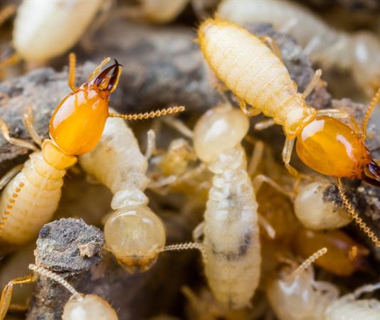 2022 | Phoenix Termite Control