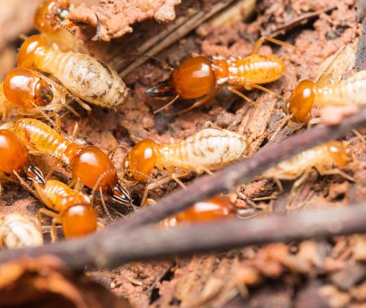 2022 | Phoenix Termite Control