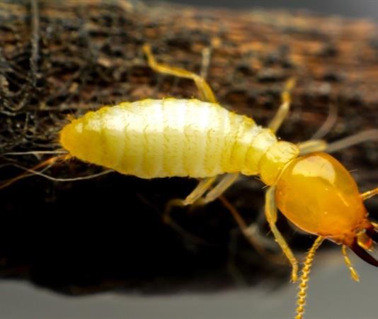 June | Phoenix Termite Control