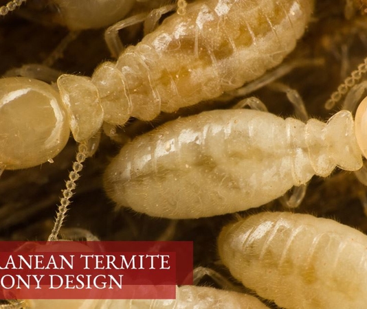 January | Phoenix Termite Control