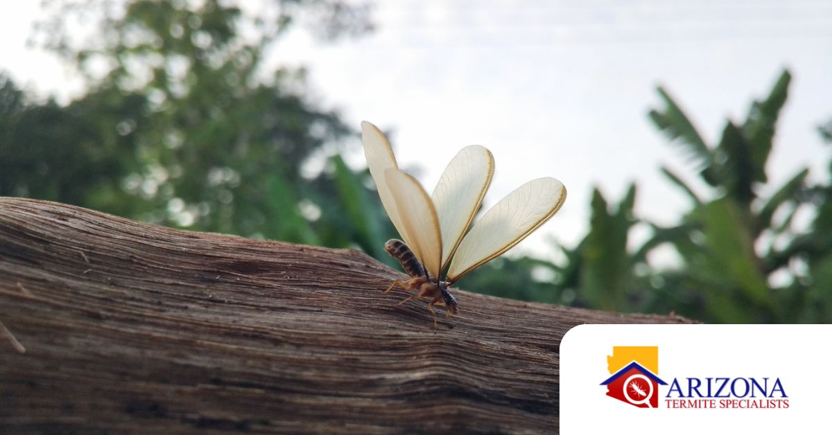 Termite Swarm Seasons in Arizona: What Homeowners Need to Know