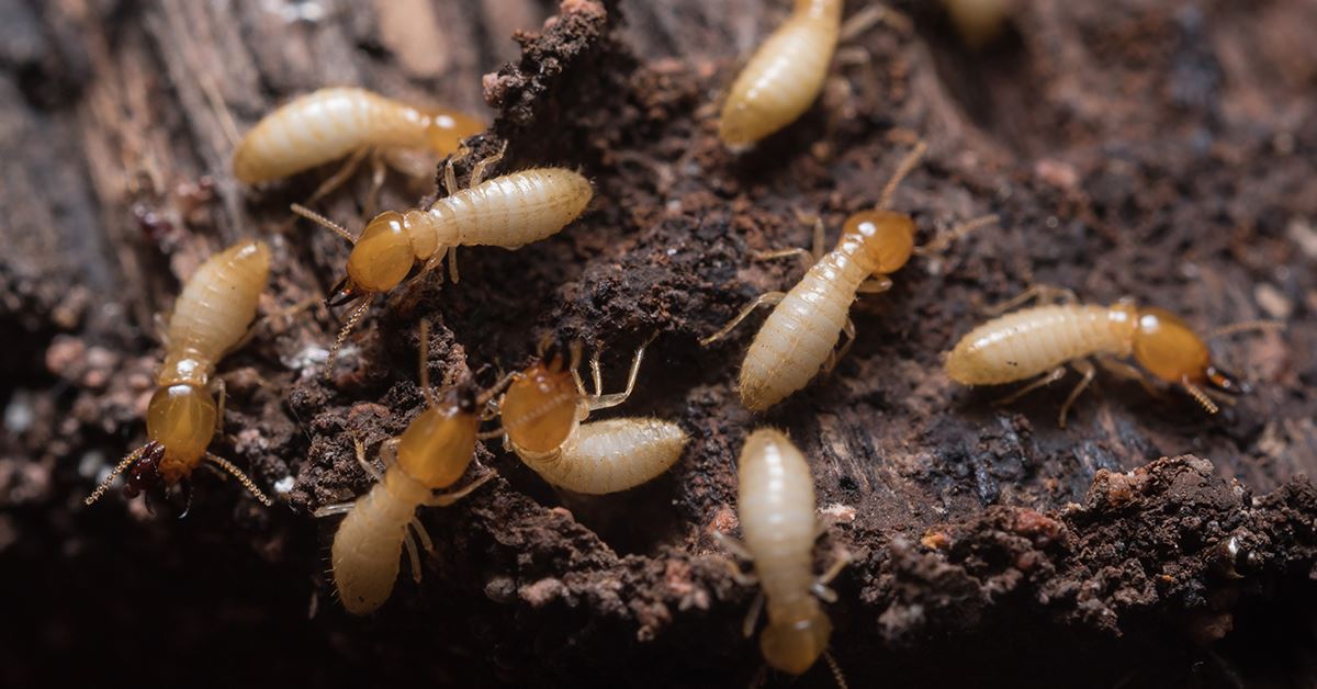 Fascinating Facts About Termites - Arizona Termite Specialists