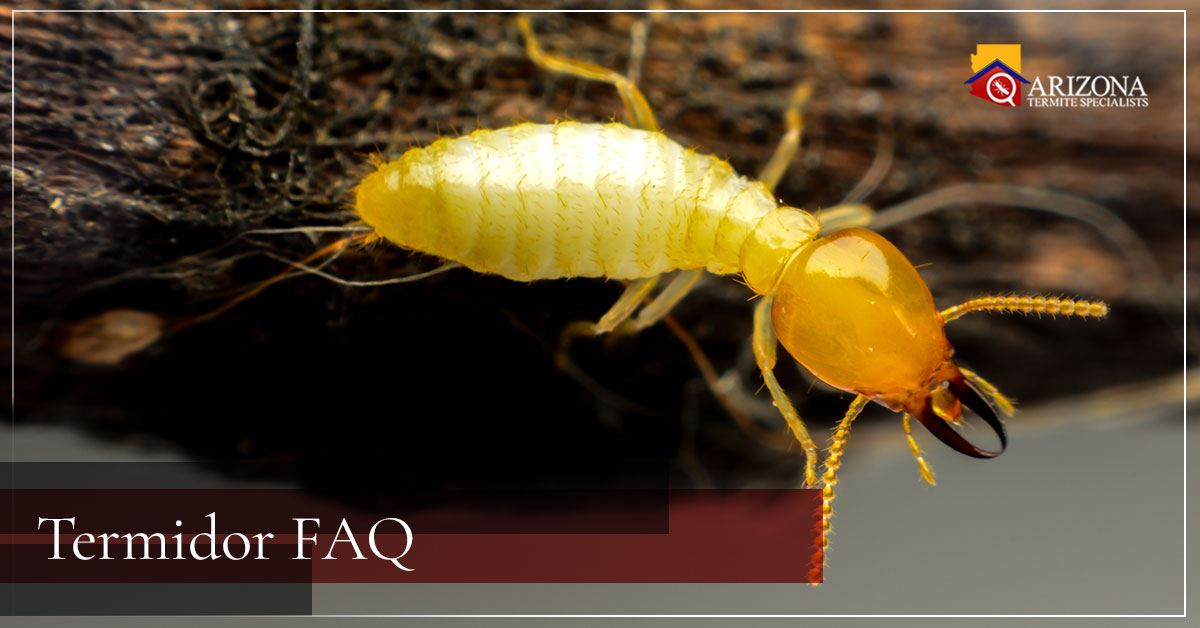 Termite Treatment Phoenix: Termidor® FAQ