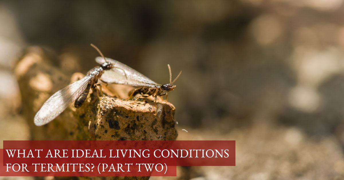 Termite Control AZ: Living Conditions for Termites - Part 2