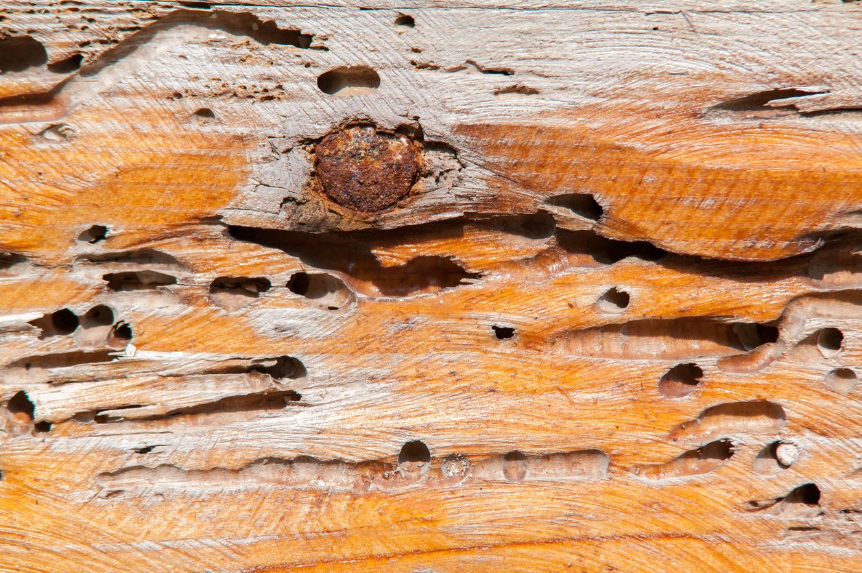 Termite Treatment Phoenix: Checking for Signs of Termites