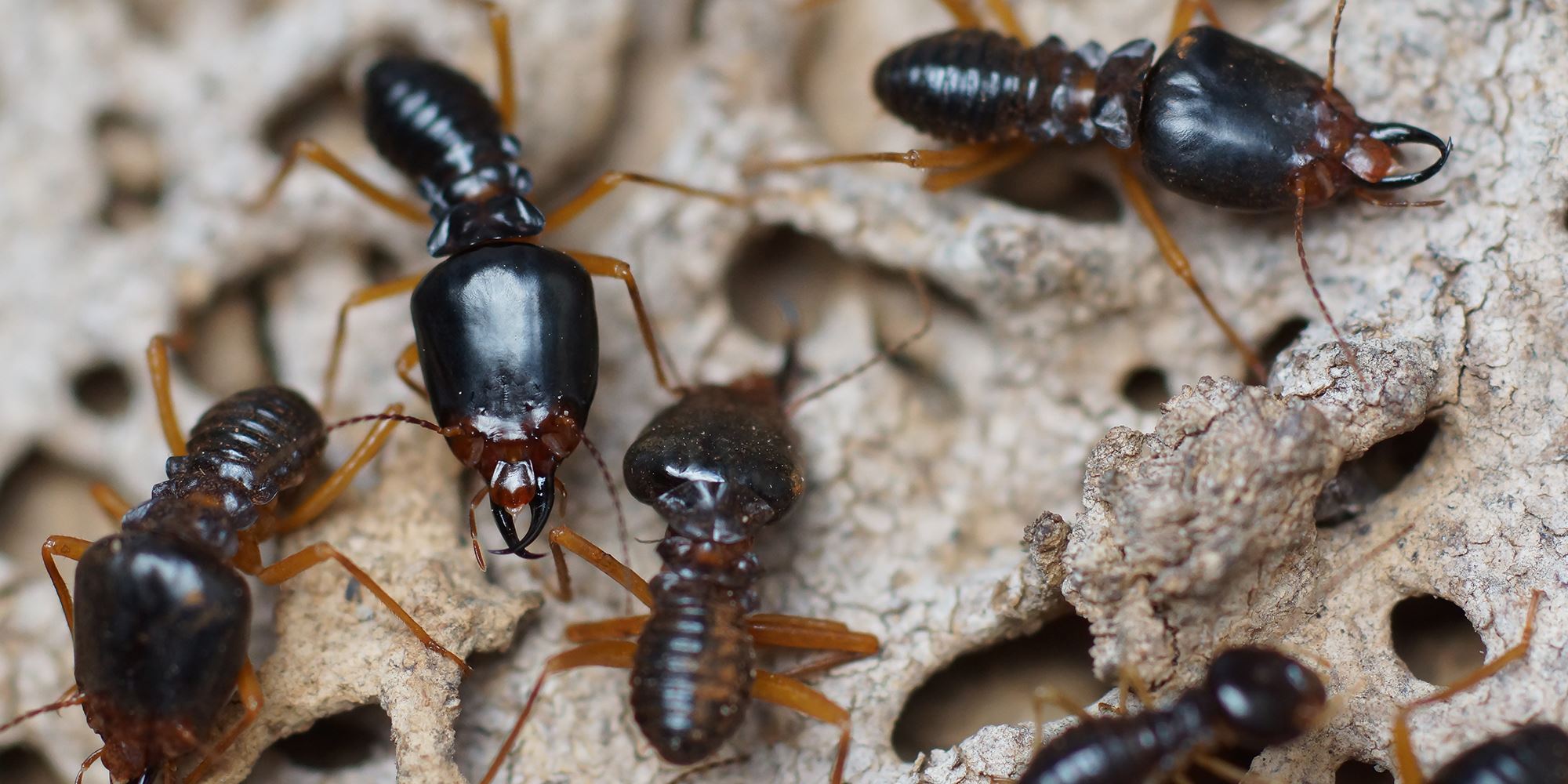 Termite Types to Worry About in the US