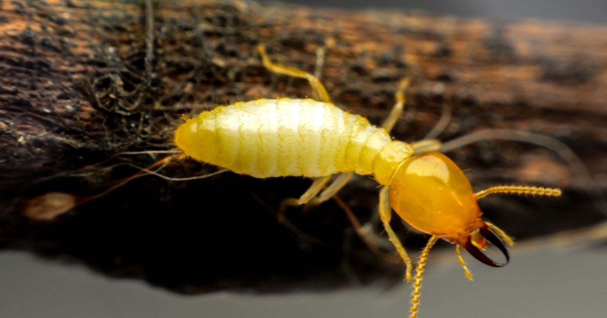 Termite Treatment Phoenix: The Life Cycle of a Termite