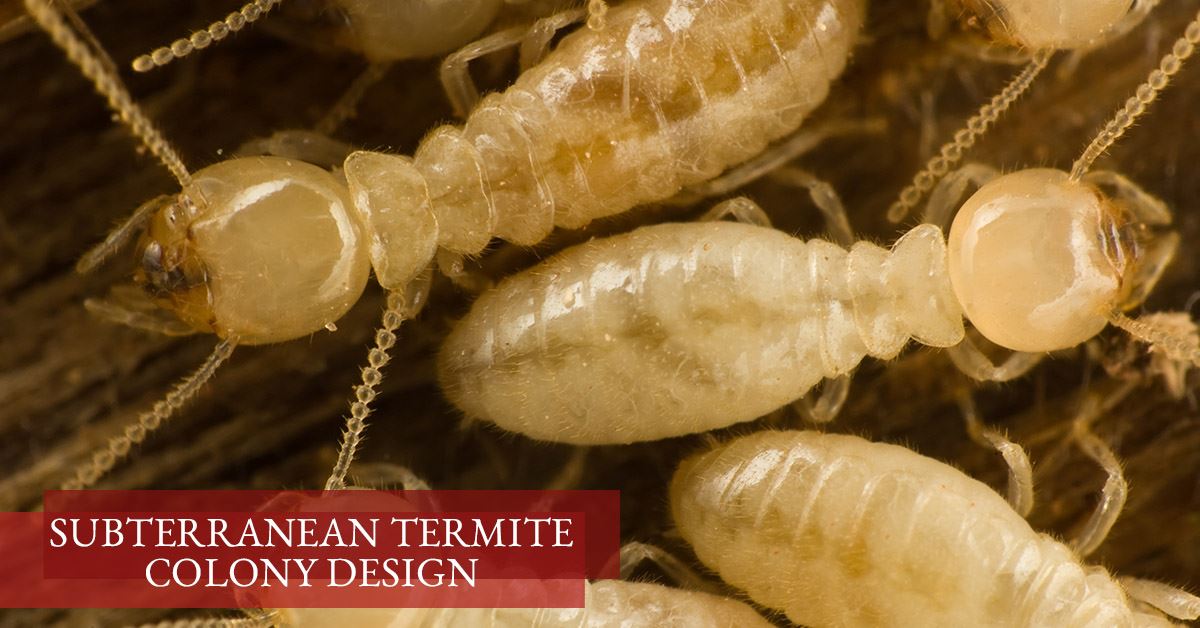 Termite Treatment Phoenix: Subterranean Termite Colonies