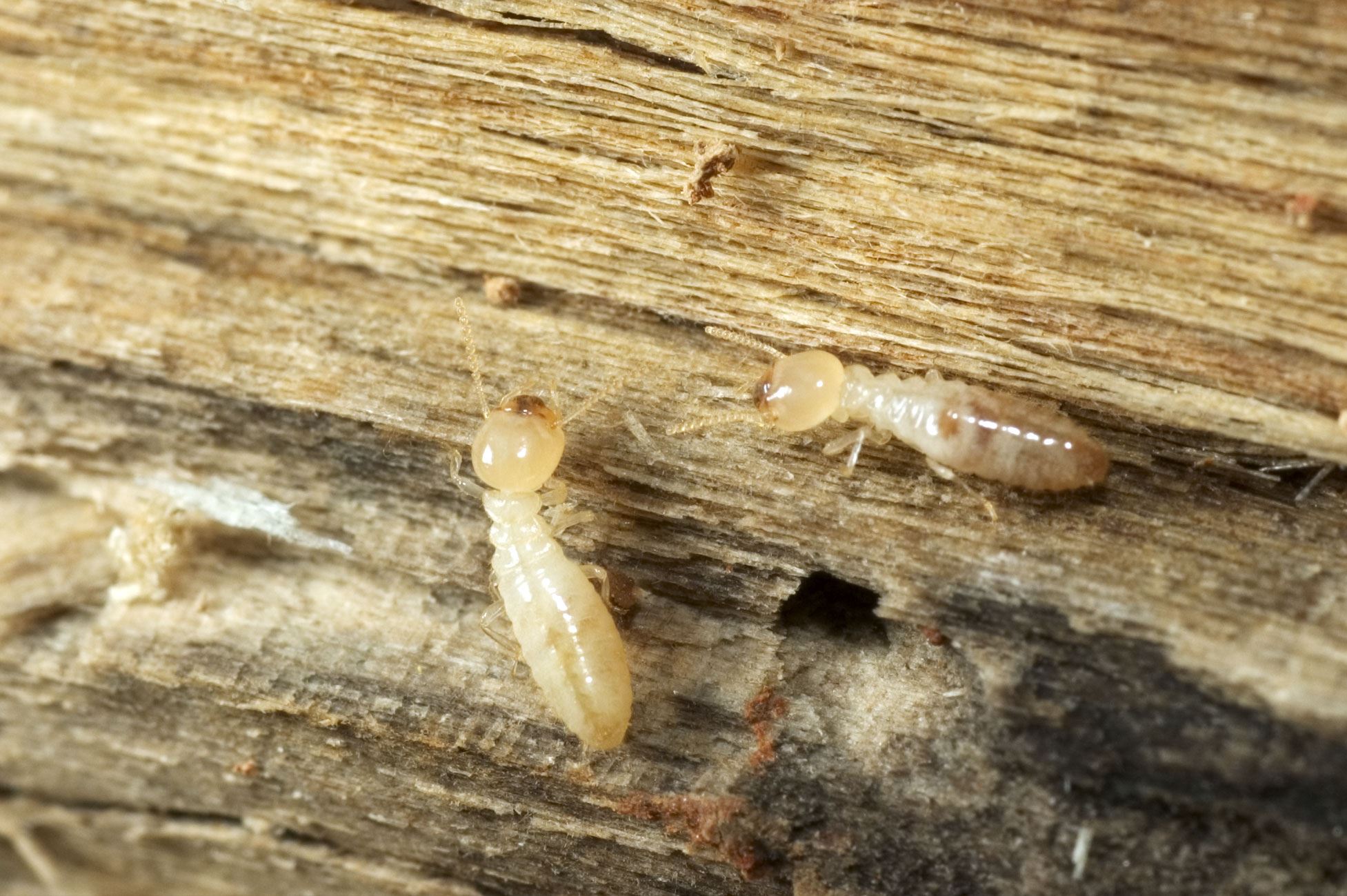 Termite Treatment Phoenix: Termite FAQ From Homeowners