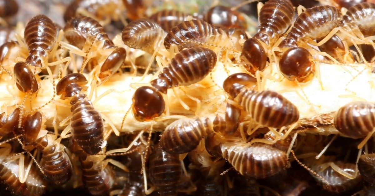 Termite Treatment Mesa: Anatomy of a Termite